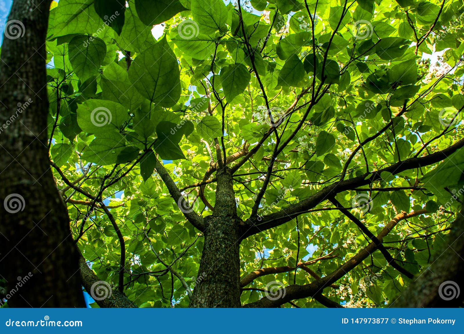 Ginko tree with big leaves stock image. Image of branch - 147973877