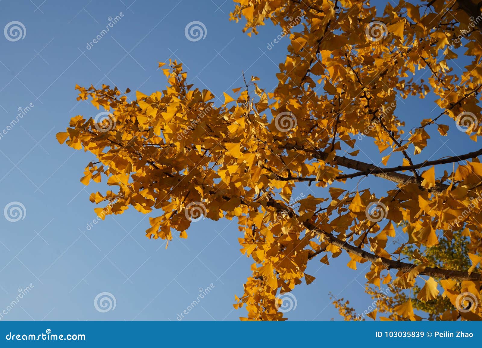Ginko tree in fall stock image. Image of branch, high - 103035839