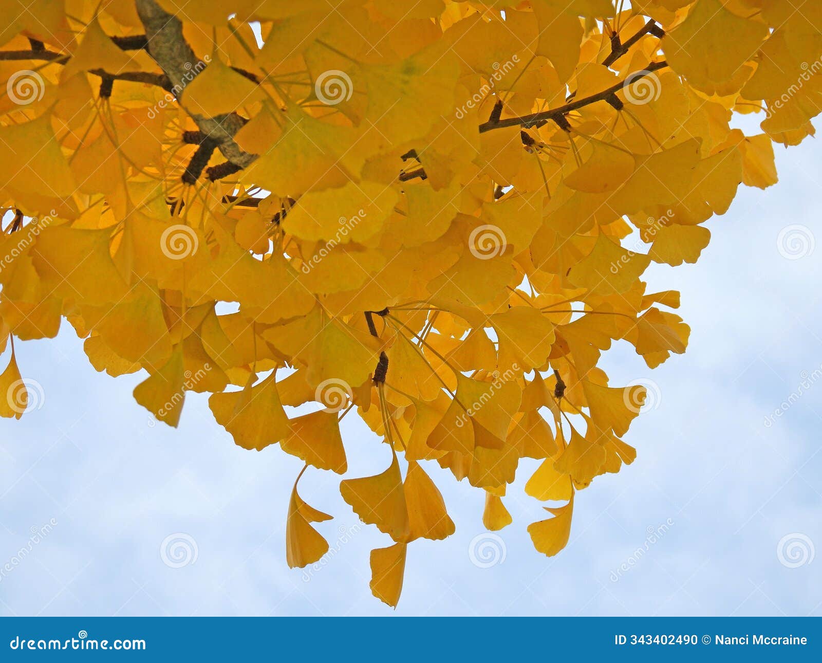 Ginko Tree with Yellow Leaves in October Stock Photo - Image of bluesky ...