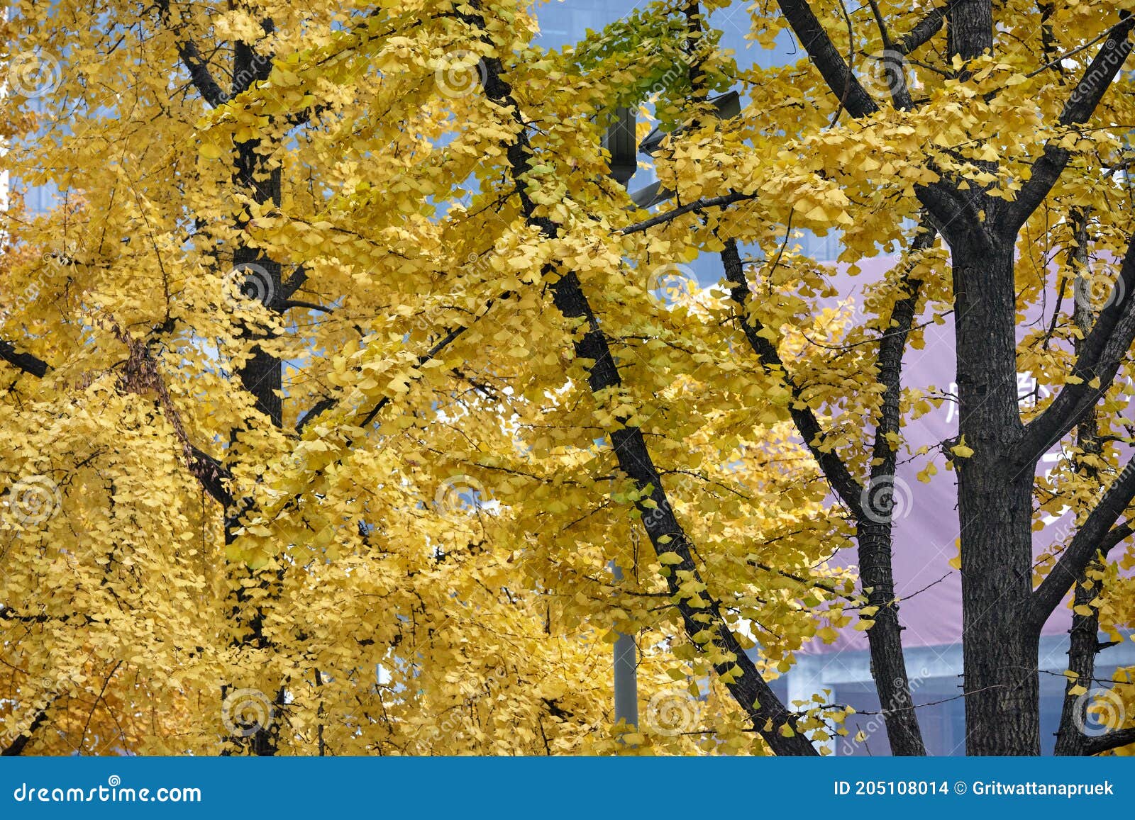 Ginko Tree stock photo. Image of herb, colorful, asia - 205108014