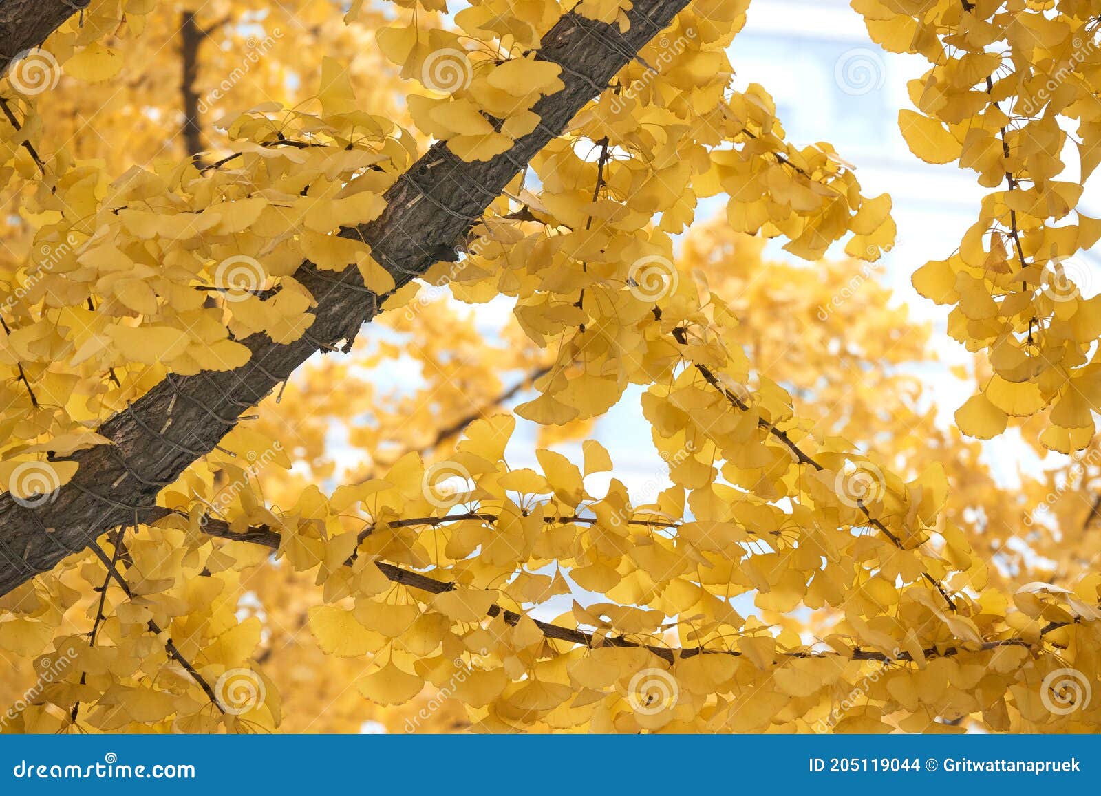 Ginko Tree stock photo. Image of golden, herbal, gingko - 205119044