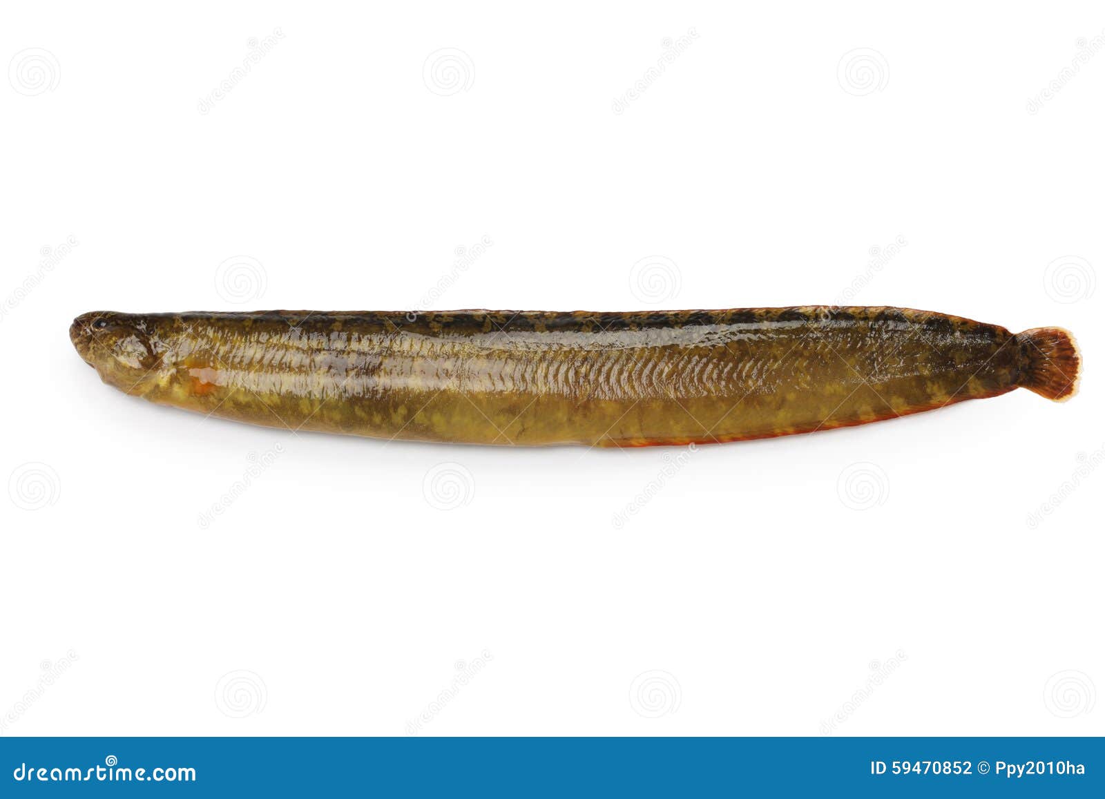 Ginpo, tidepool gunnel stock photo. Image of fish, dish - 59470852