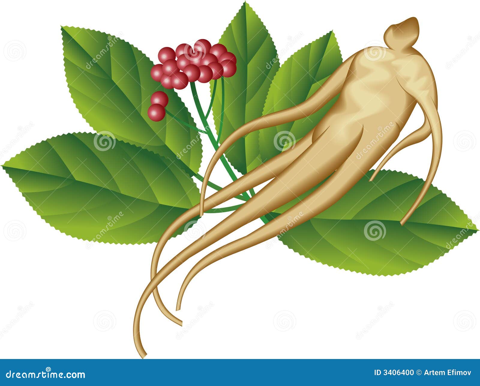 Ginseng stock vector. Illustration of tonic, water, leaf - 3406400