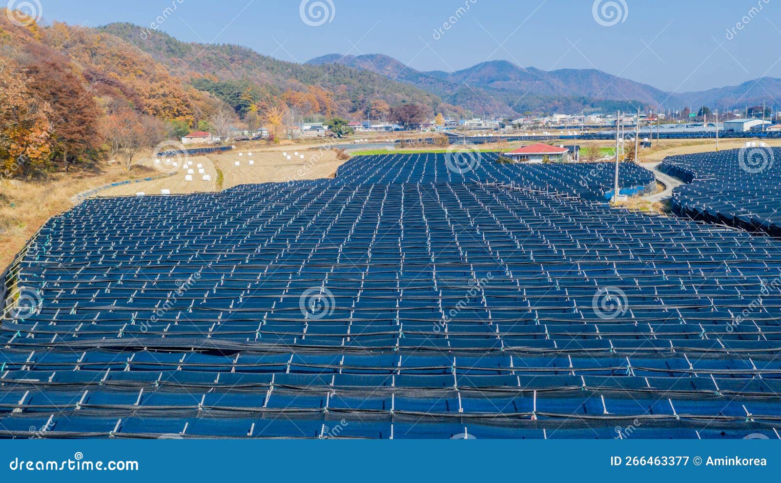 Ginseng Crops Growing in Rural Farmland Stock Image - Image of healthy, cultivation: 266463377