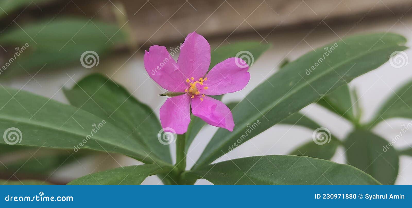 Ginseng Flower Growing in the Backyard Stock Photo - Image of backyard ...