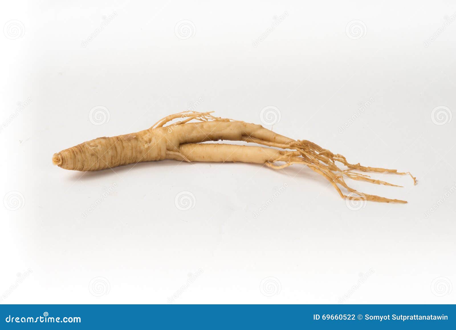 Ginseng Herb on White Background Stock Photo - Image of botany, sweet ...