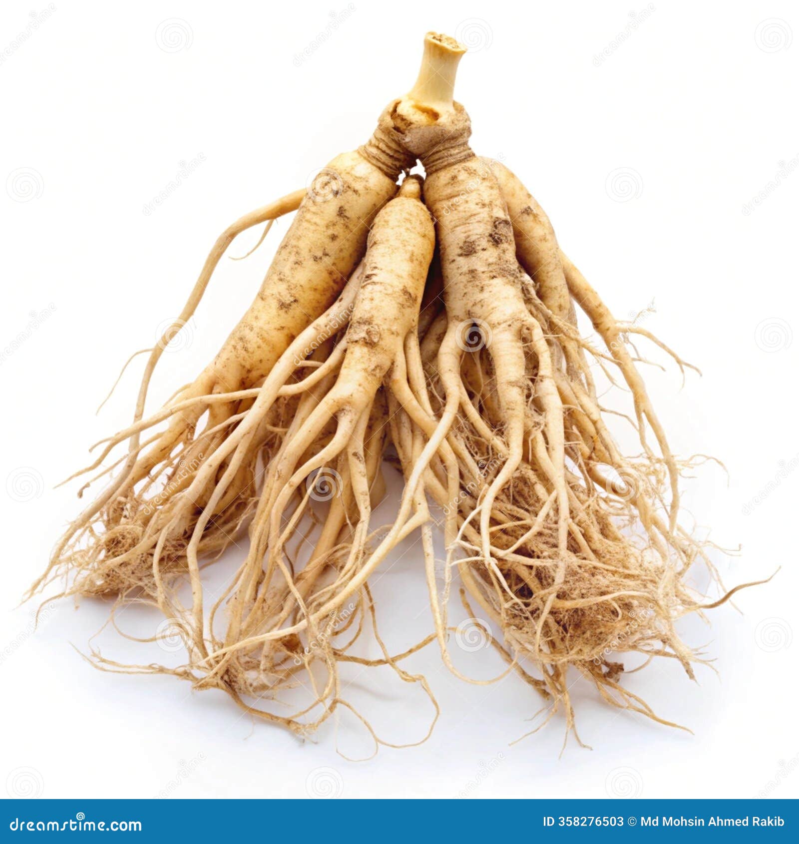 Ginseng Isolated. Ginseng Slow-growing Perennial Plants With Fleshy ...