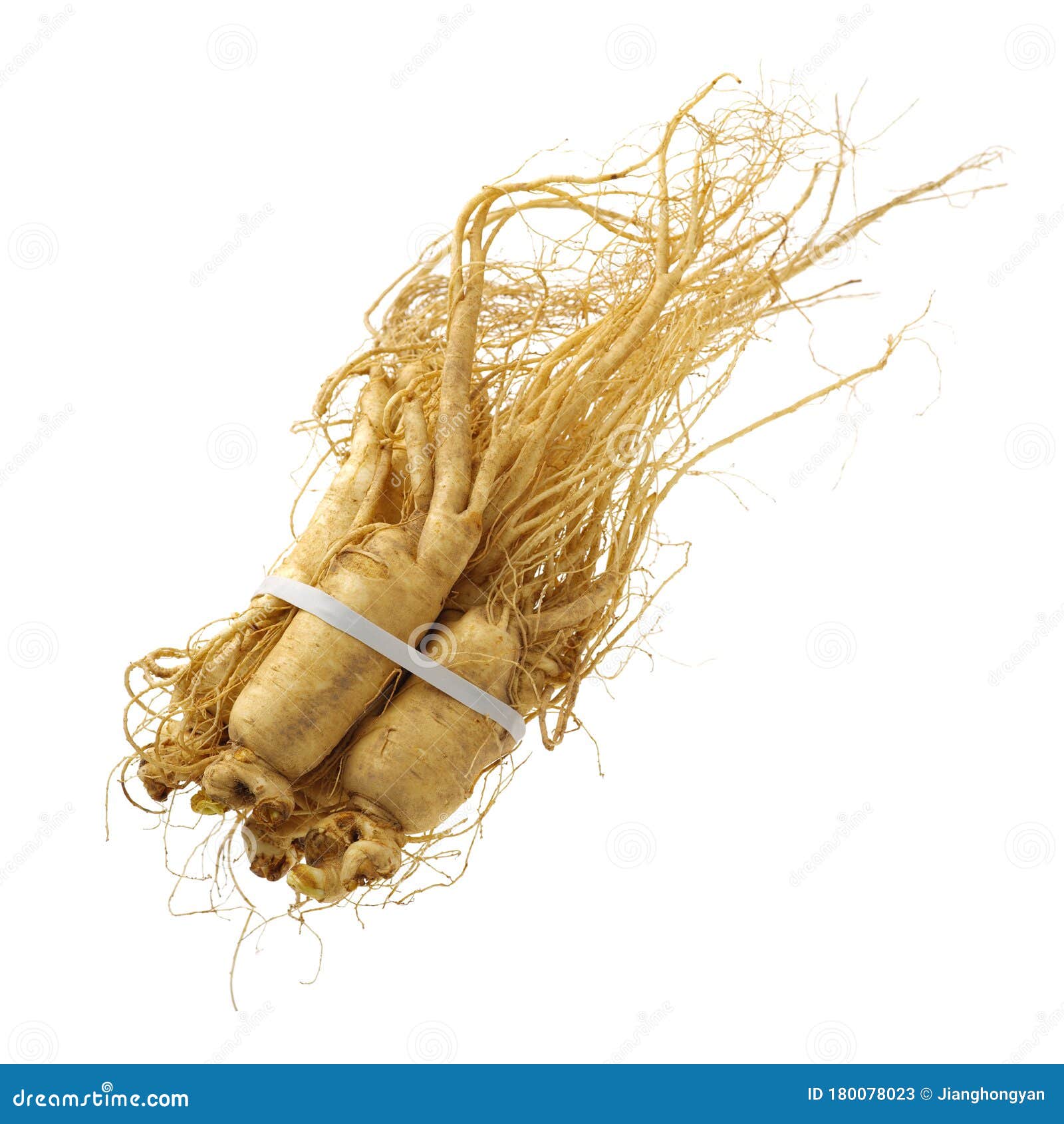 Ginseng stock image. Image of cate, aging, east, chinese - 180078023