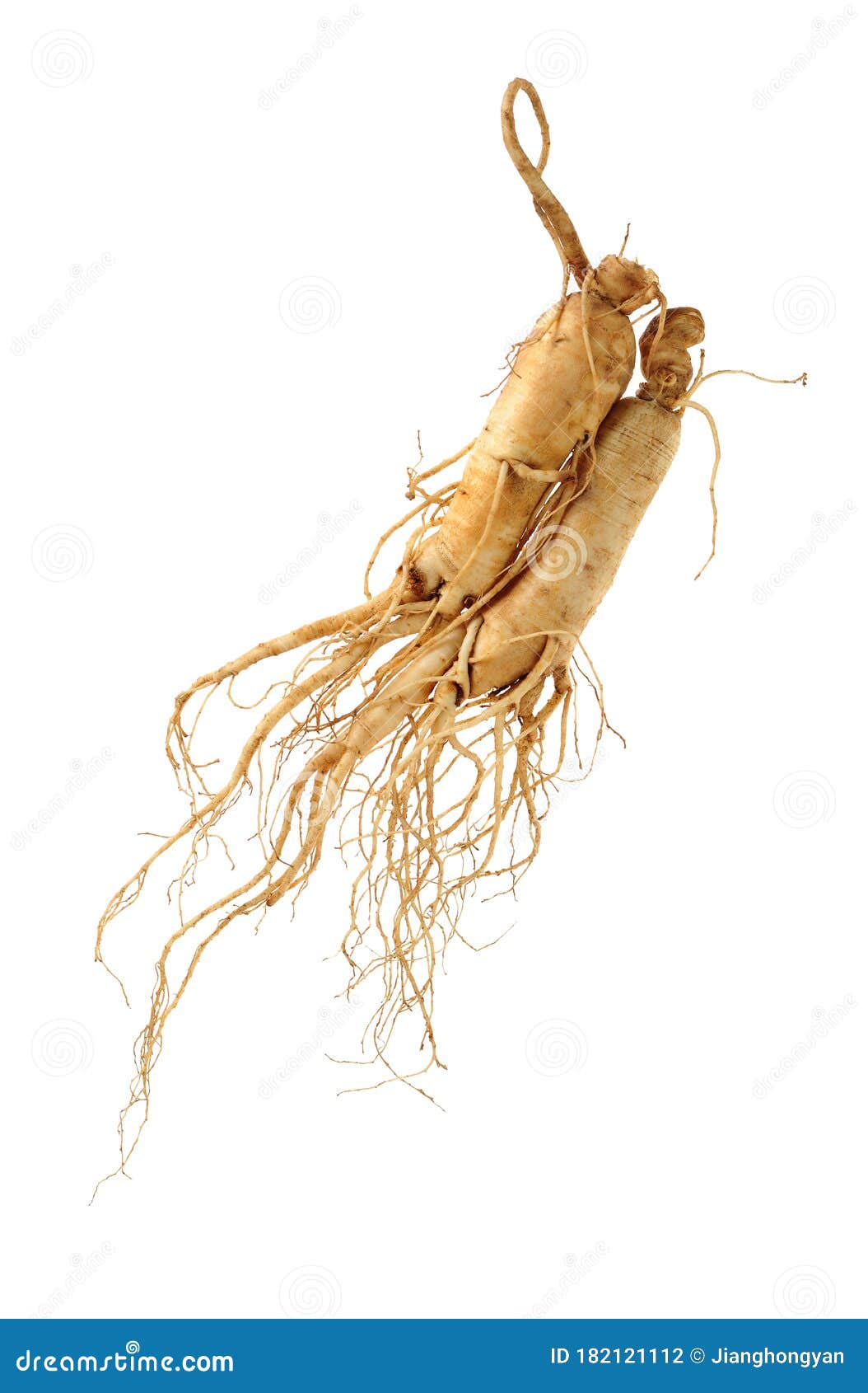 Ginseng stock photo. Image of gingko, healthy, ginseng - 182121112