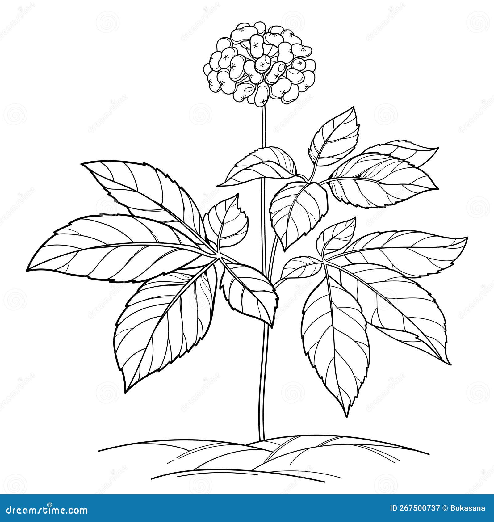 Vector Ginseng Illustration On Dark Background.Hand Drawn Sketch Of ...