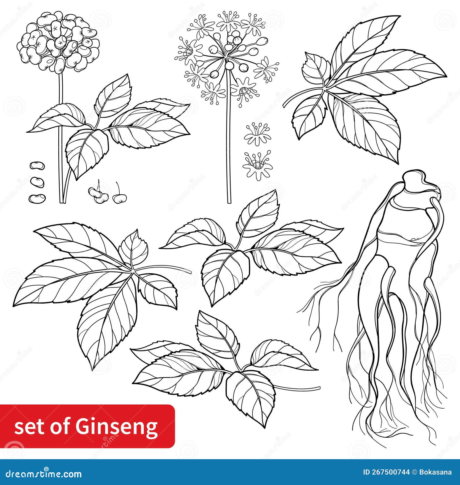Vector Ginseng Illustration On Dark Background.Hand Drawn Sketch Of ...