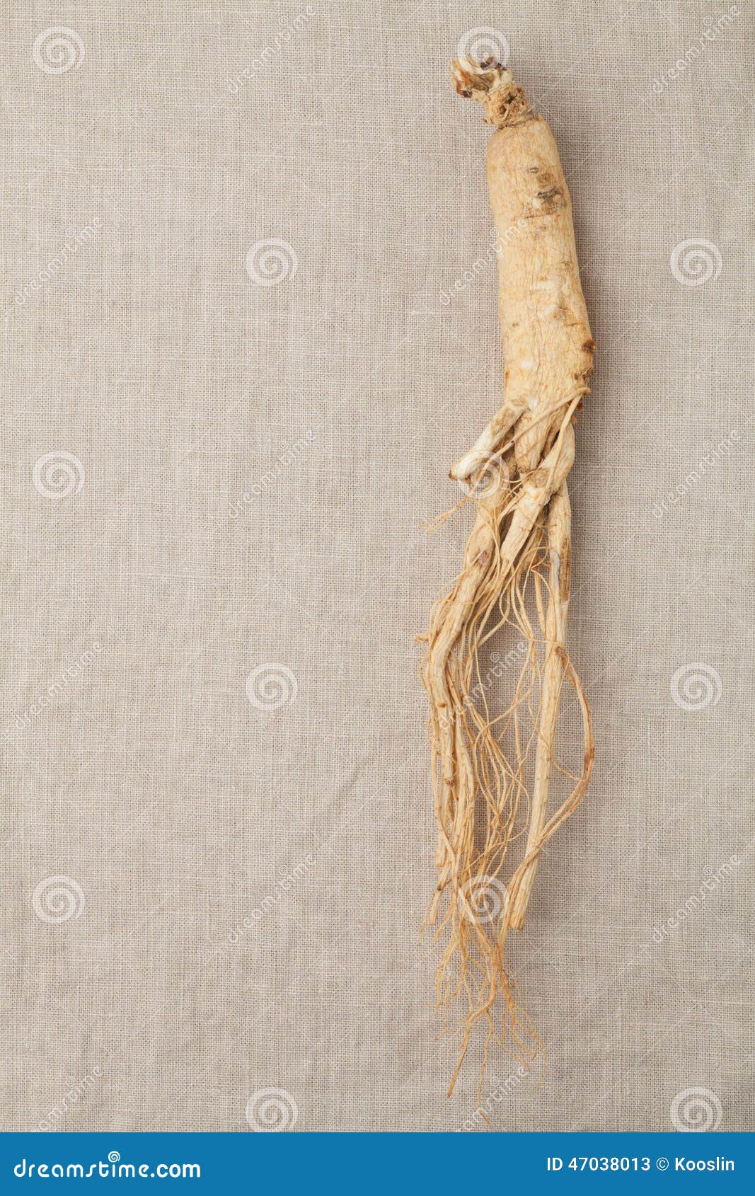 Ginseng root stock image. Image of dried, traditional - 47038013