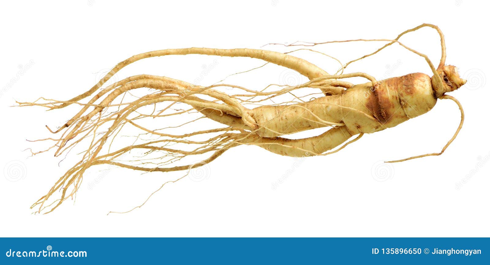 Ginseng root stock photo. Image of object, root, ginseng - 135896650