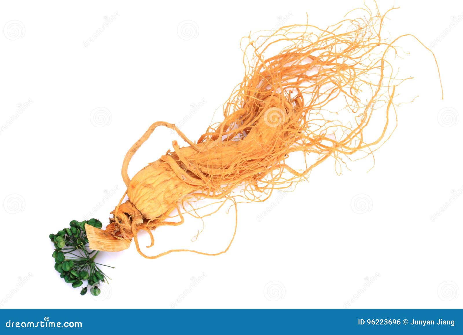 Ginseng root stock photo. Image of herbs, care, medicine - 96223696