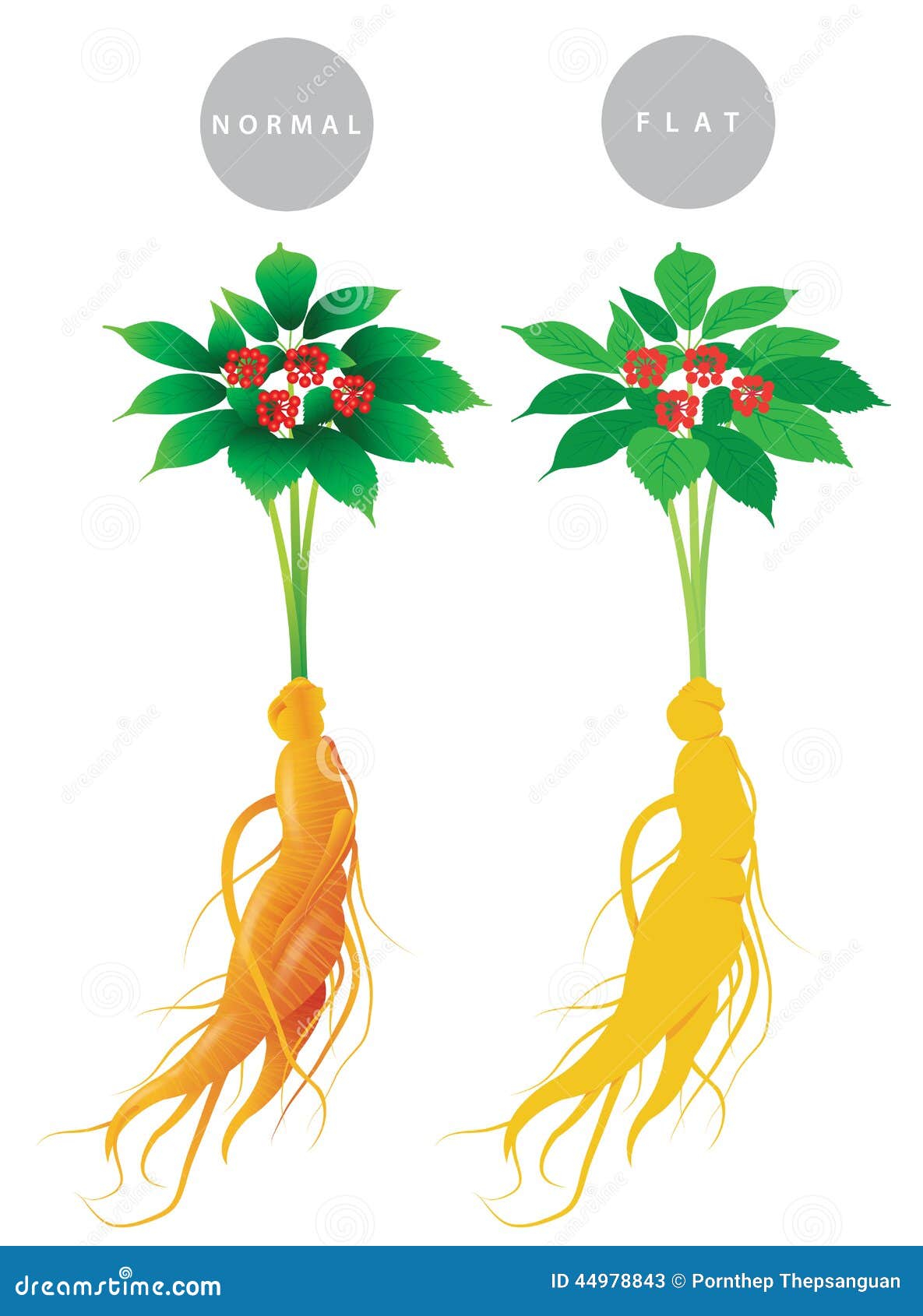 Ginseng root stock vector. Illustration of supplements - 44978843