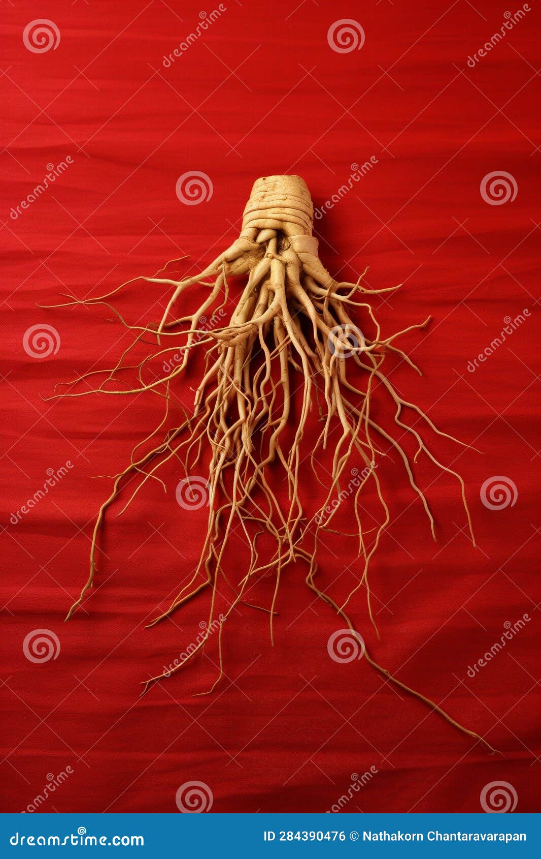 Ginseng Root with Roots on Red Background Stock Illustration ...