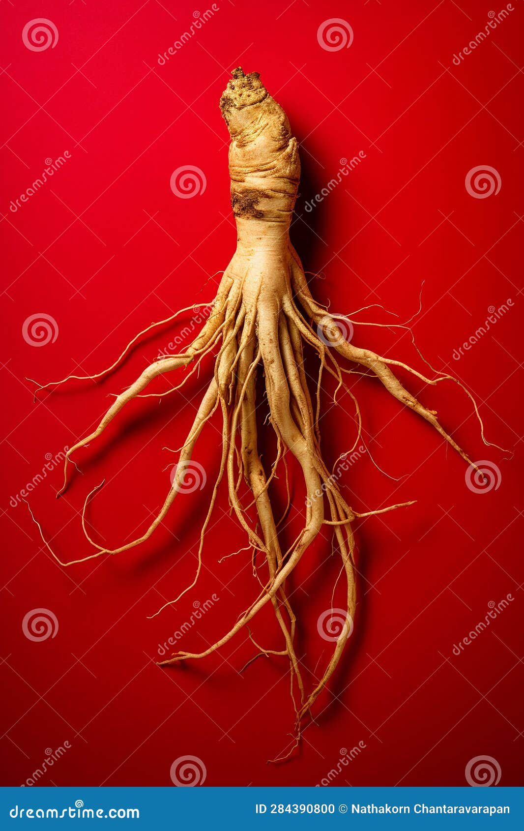 Ginseng Root with Roots on Red Background Stock Illustration ...