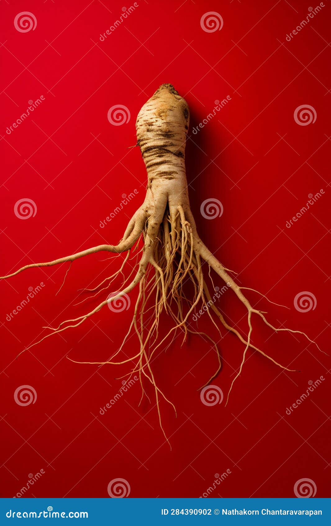Ginseng Root with Roots on Red Background Stock Illustration ...