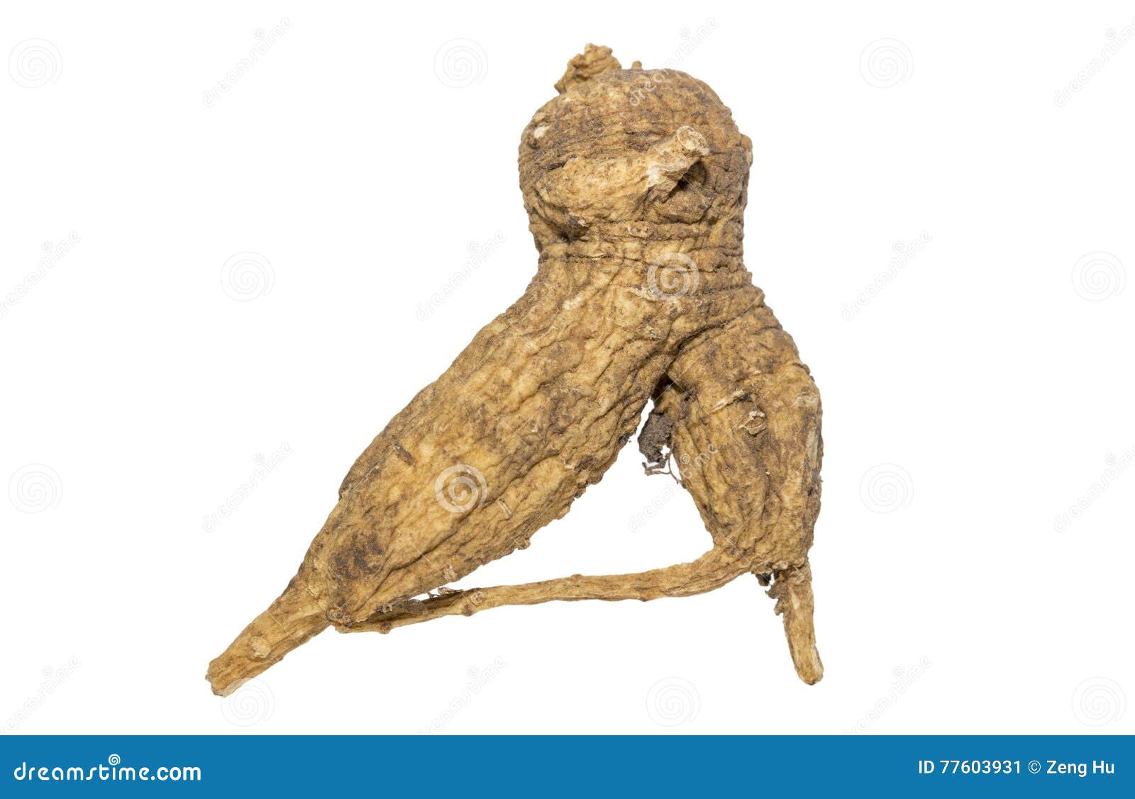 Ginseng root stock image. Image of horizontal, herbal - 77603931