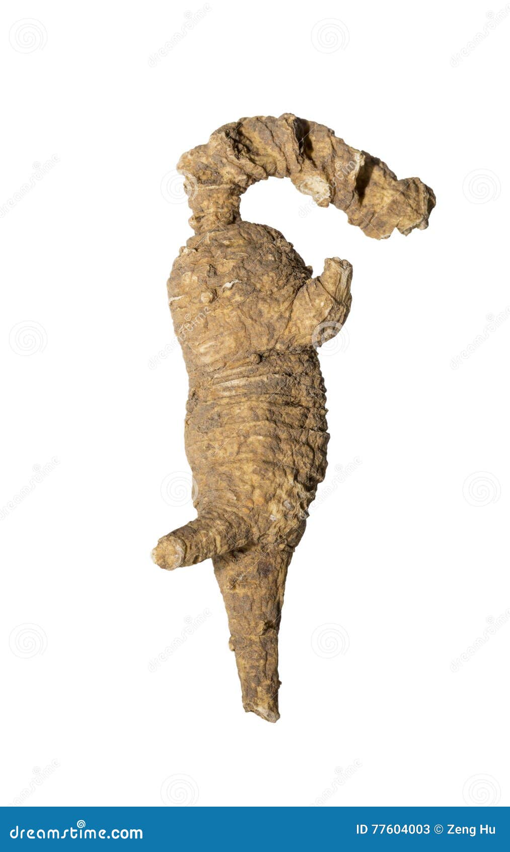 Ginseng root stock image. Image of path, herbal, food - 77604003