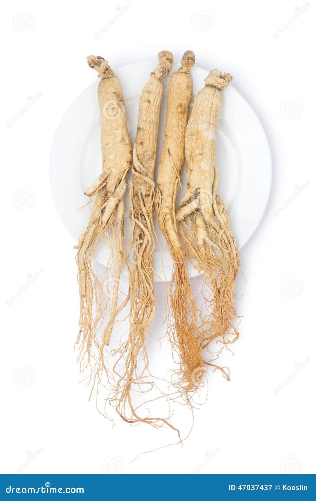 Ginseng roots stock image. Image of healthy, herbal, diet - 47037437