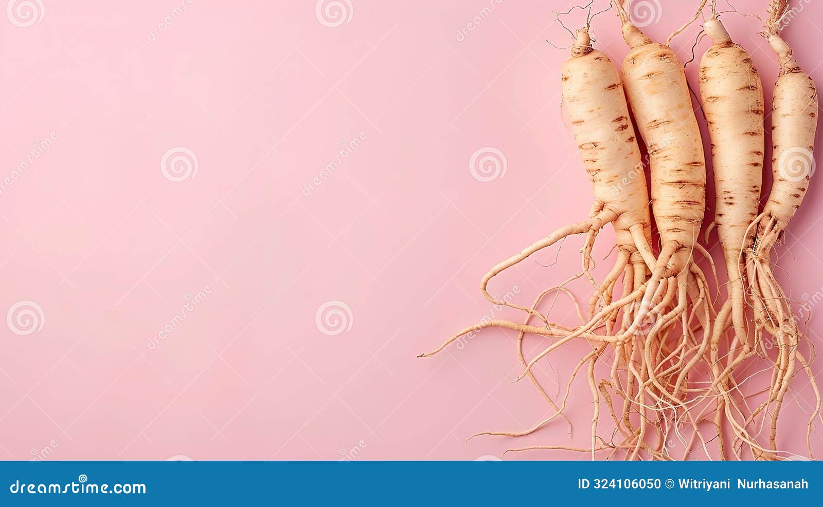 Ginseng Roots on a Pink Background Stock Illustration - Illustration of ...