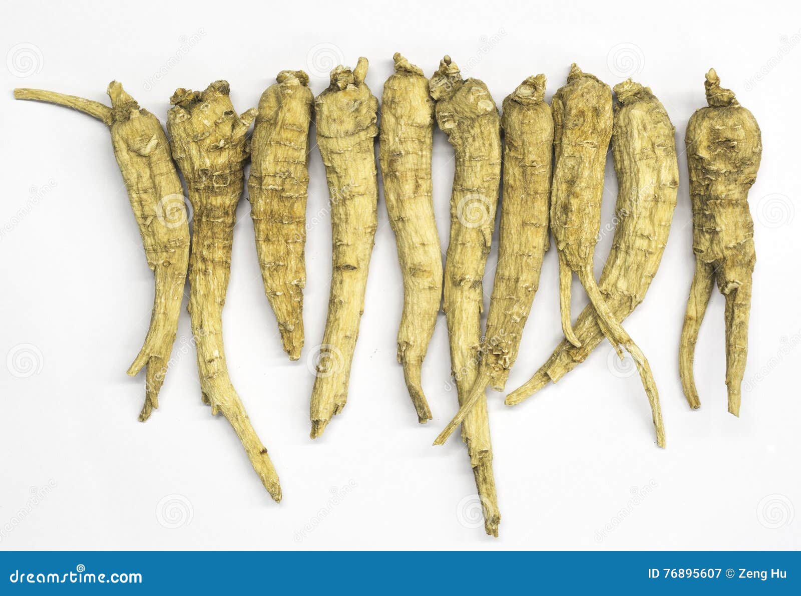 Ginseng roots on white stock image. Image of path, supplement - 76895607
