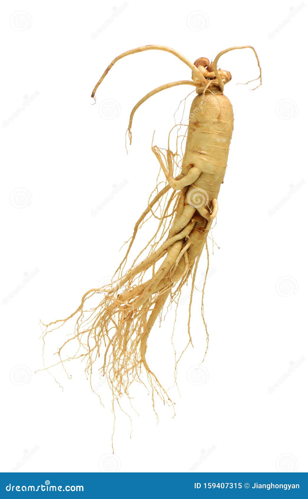 Ginseng on White Background Stock Image - Image of ginseng, grain ...