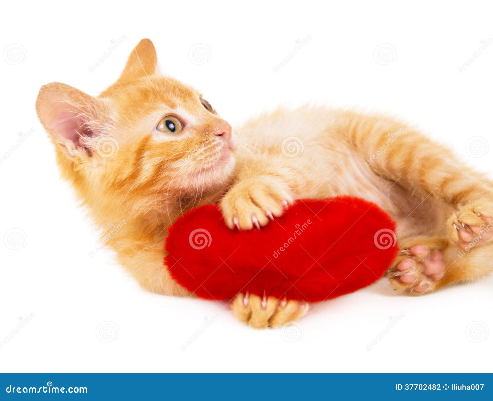 Giochi Rossi Del Gatto Con Un Cuore Fotografia Stock - Immagine di ...