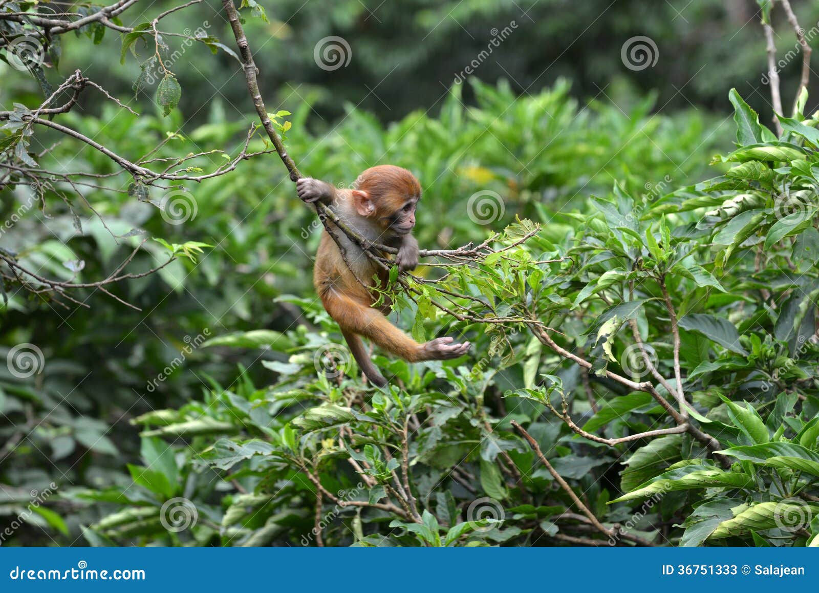 Gioco Della Scimmia Di Macaco Nella Giungla Immagine Stock - Immagine ...