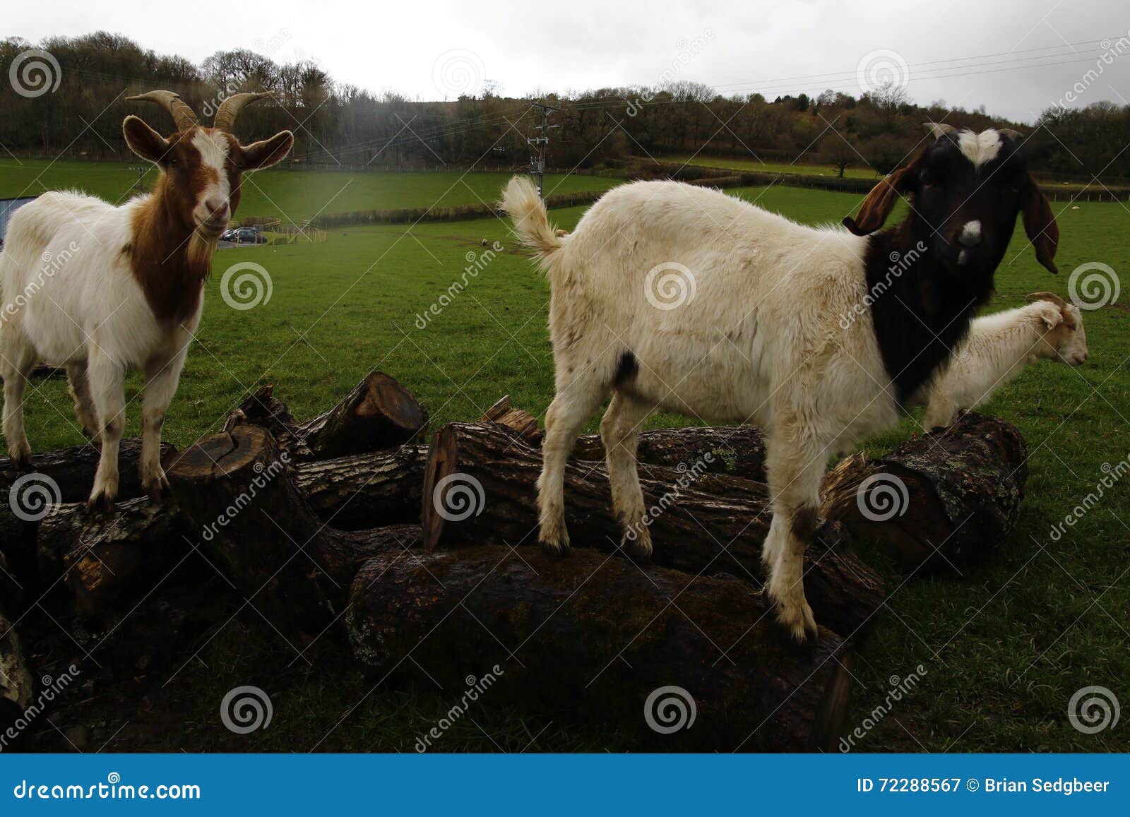 Gioco Delle Capre Di Tempo Di Primavera Immagine Stock - Immagine di ...