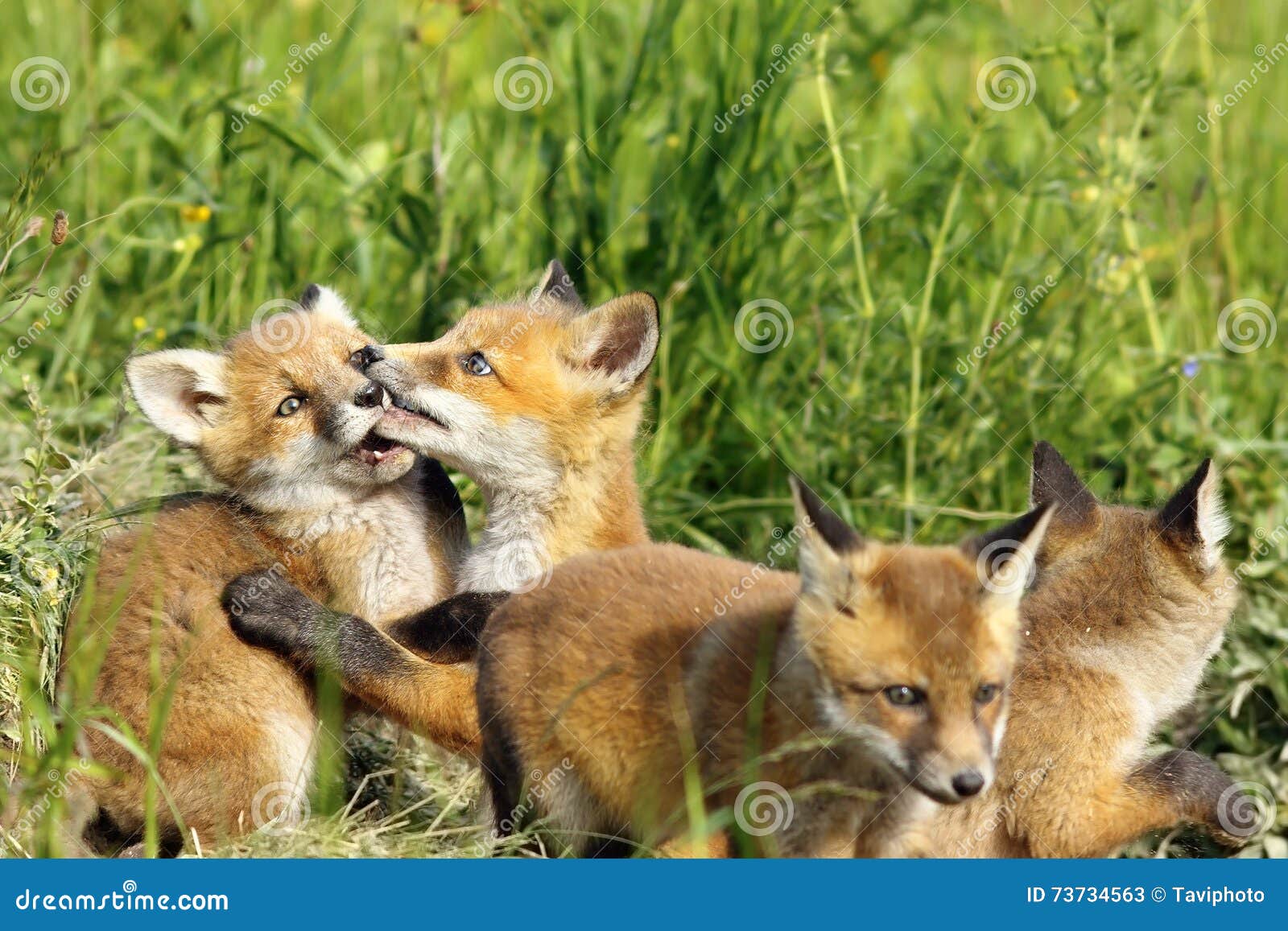 Gioco Sveglio Del Cucciolo Della Volpe Immagine Stock - Immagine di ...