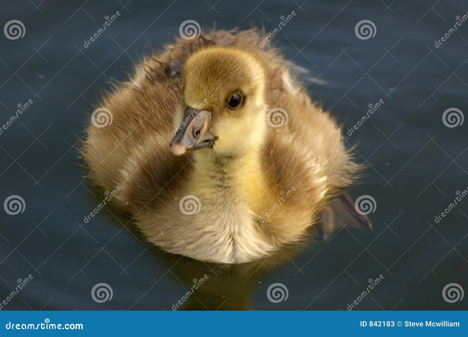 Giovane 01 Dell'oca Di Oca Selvatica Immagine Stock - Immagine di becco ...