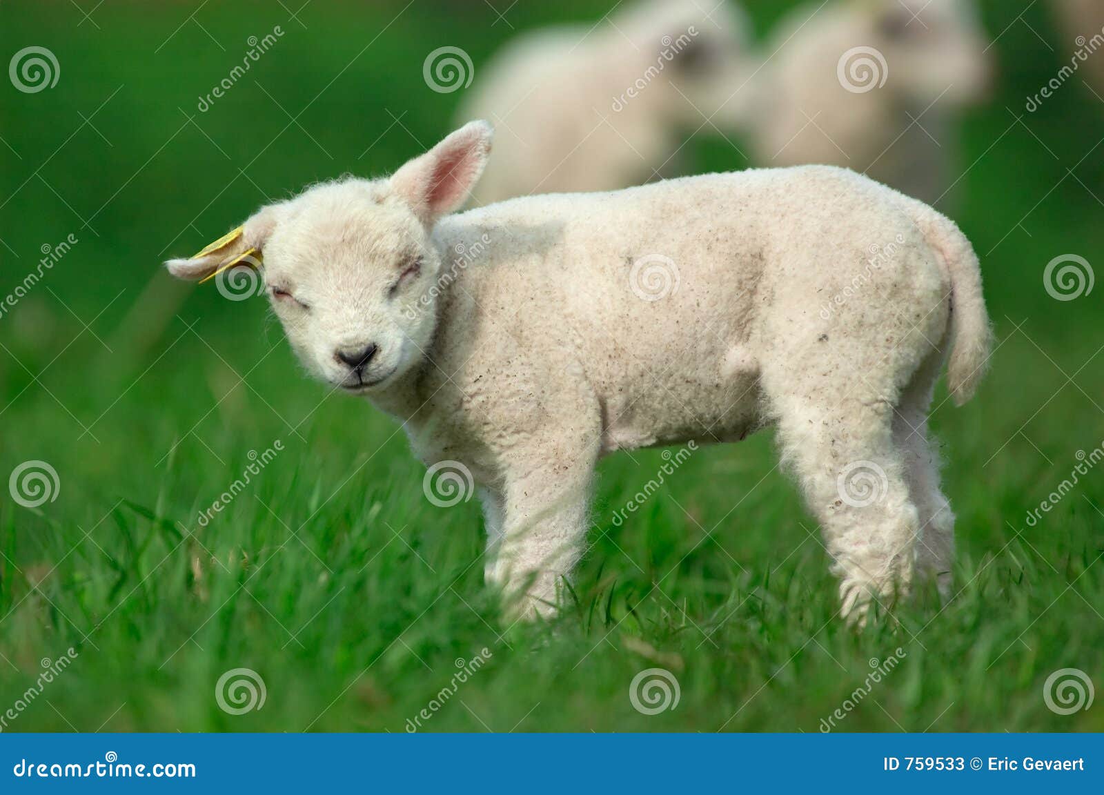 Giovane agnello immagine stock. Immagine di campo, mamma - 759533