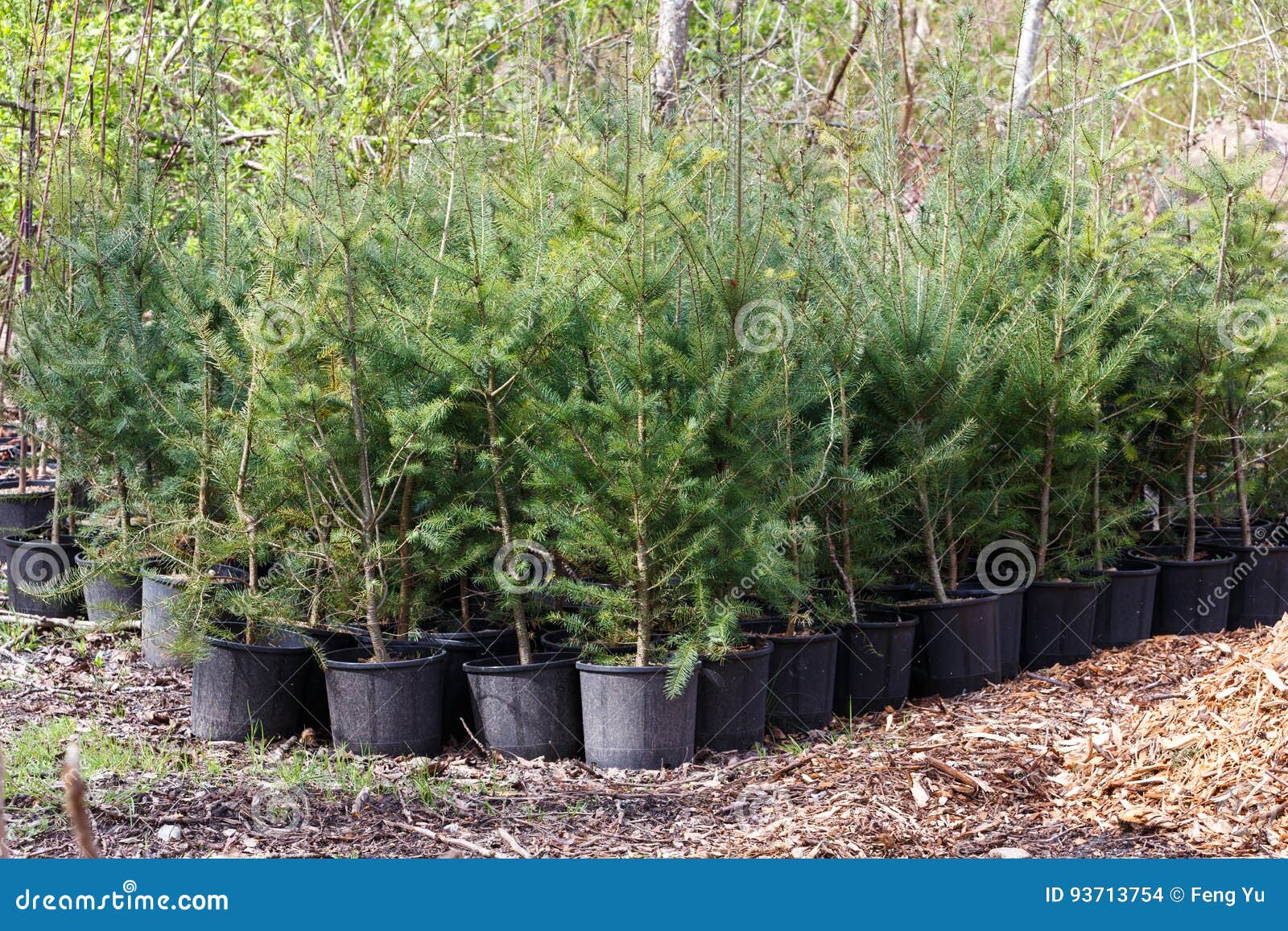 Giovane albero di pino fotografia stock. Immagine di asilo - 93713754