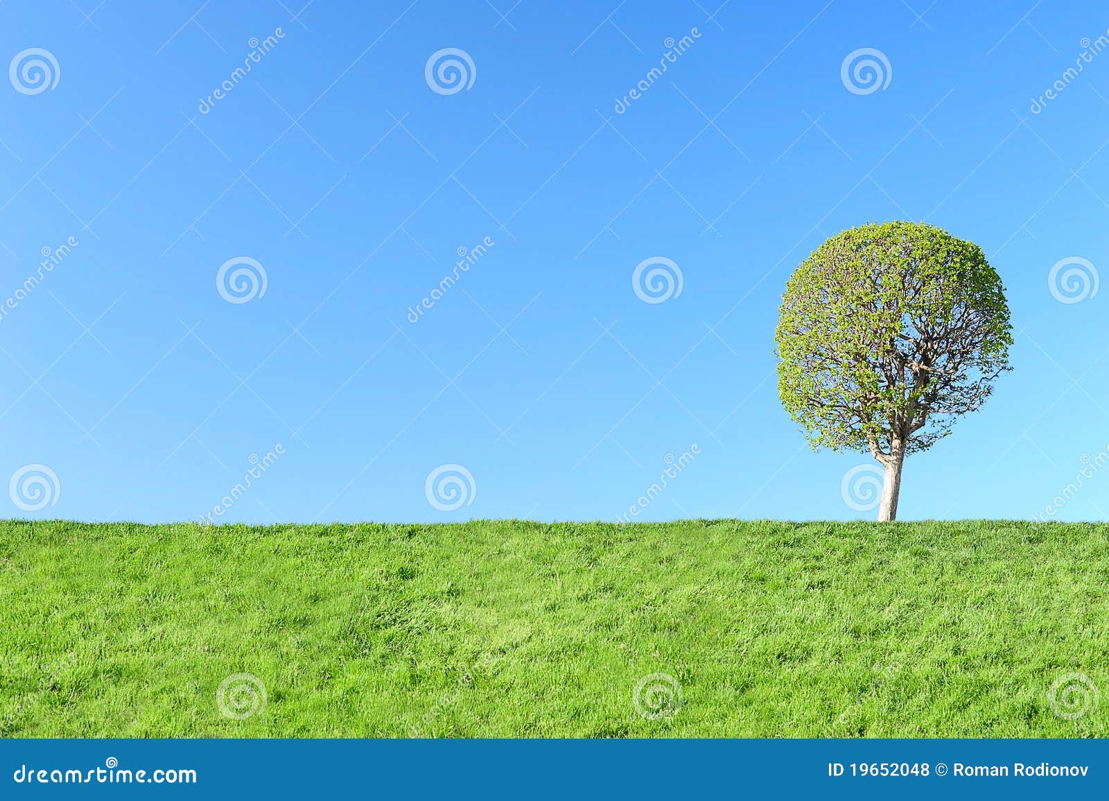 Giovane albero verde fotografia stock. Immagine di ecologia - 19652048