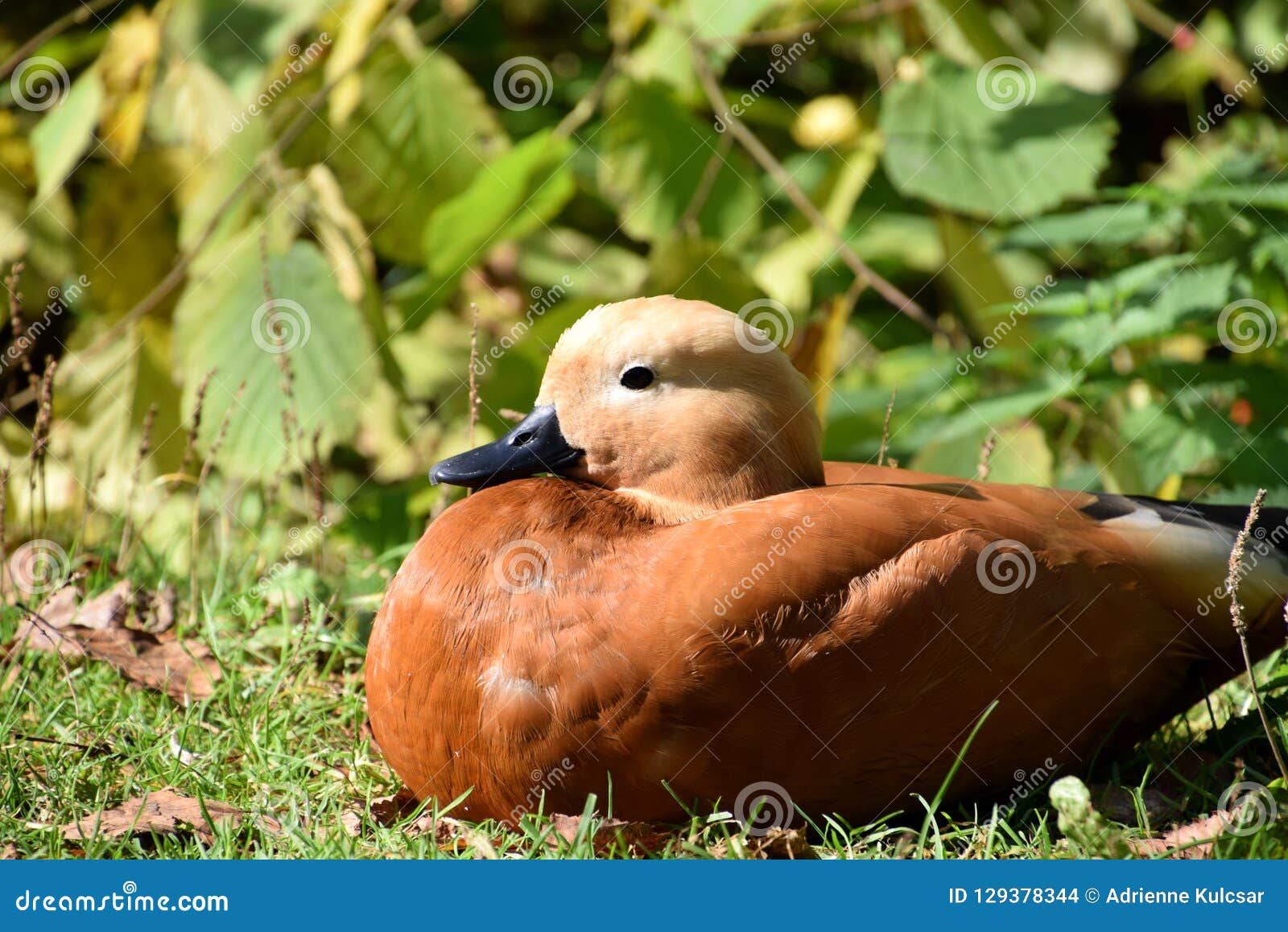 Giovane Anatra Marrone Foto Stock - Download 251 Royalty Free Photos