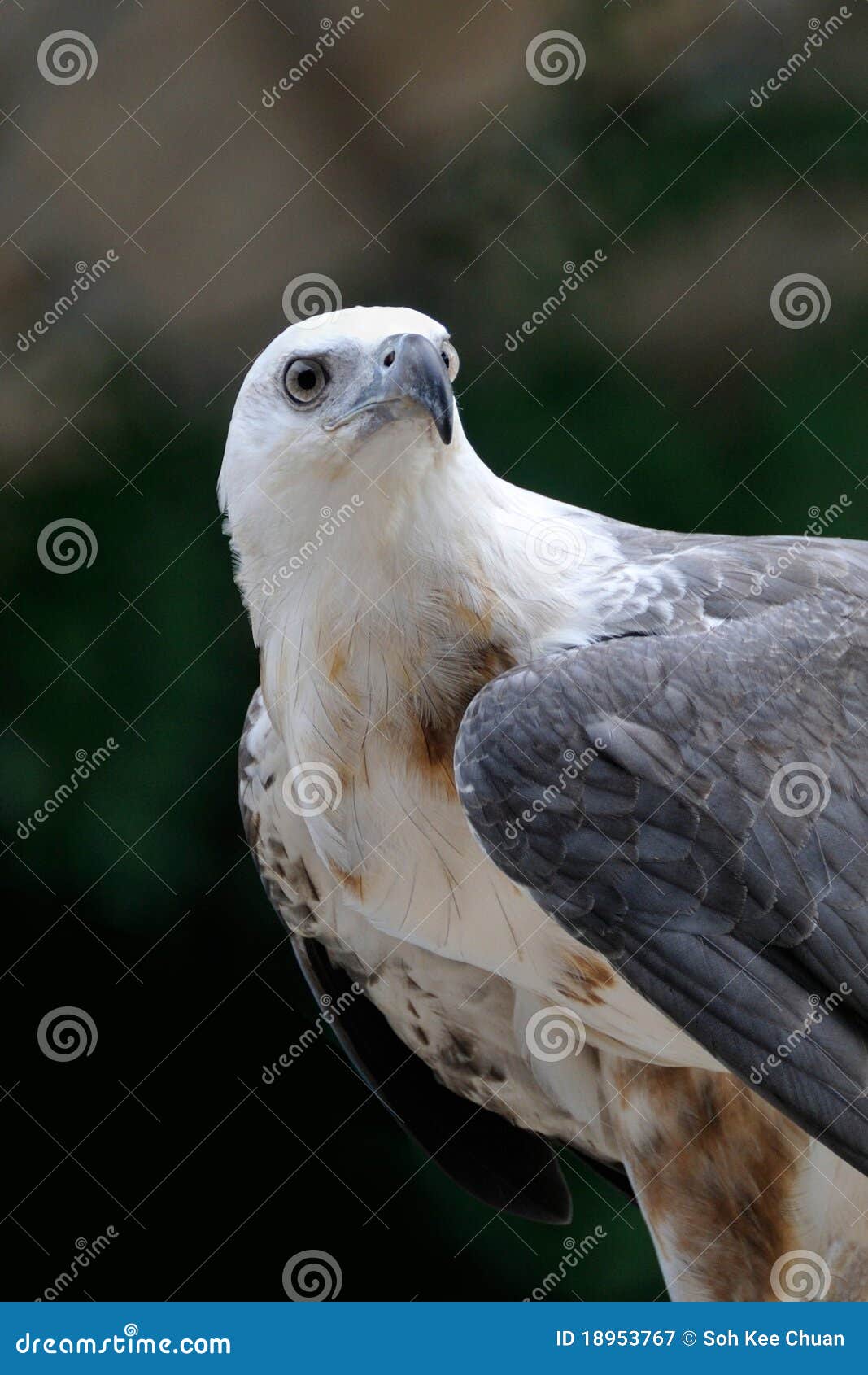 Giovane aquila calva immagine stock. Immagine di posizione - 18953767