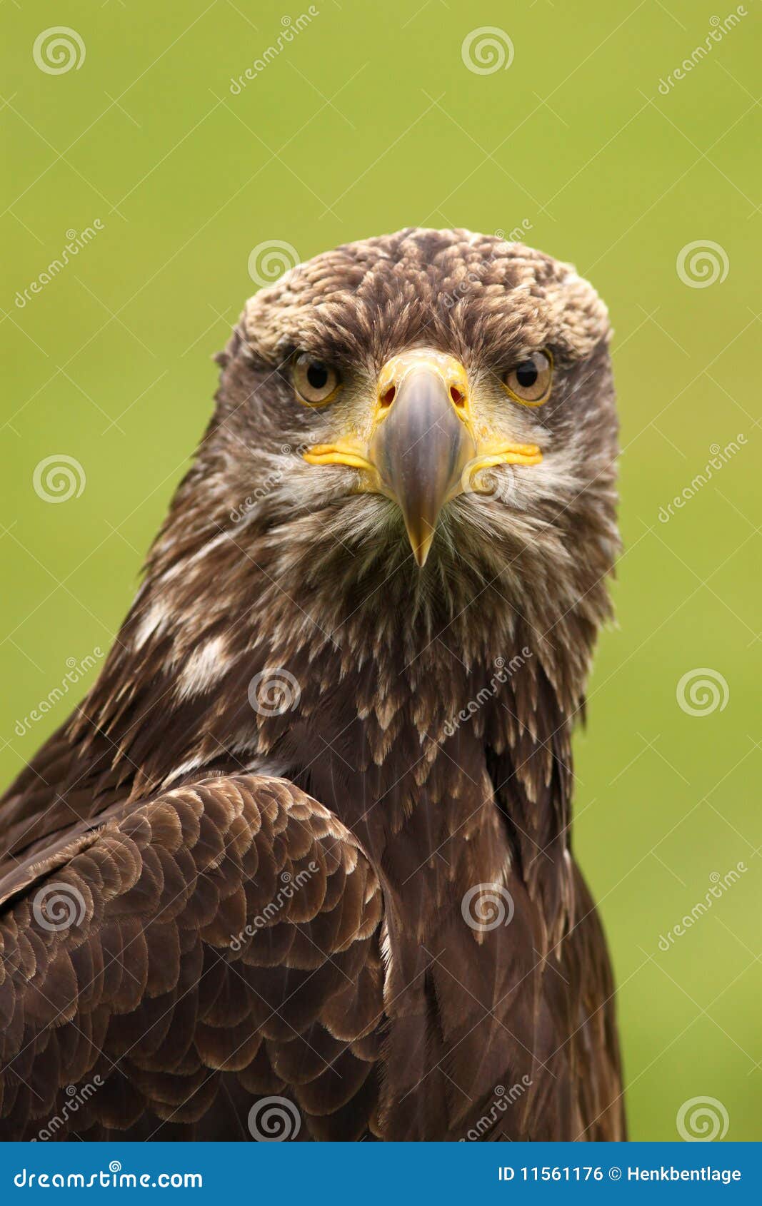 Giovane Aquila Calva Che Lo Esamina Fotografia Stock - Immagine di ...