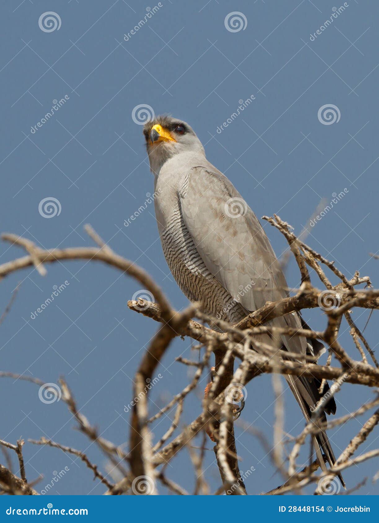 Giovane astore africano fotografia stock. Immagine di osservare - 28448154