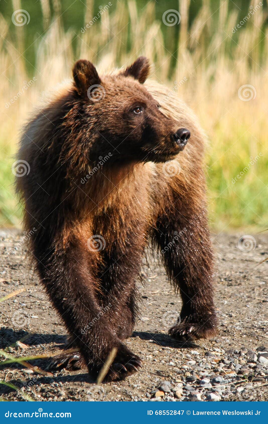 Giovane Brown Orso Grigio Dell'Alaska in Sole Immagine Stock - Immagine ...