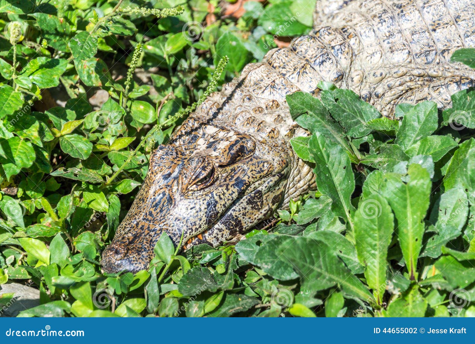 Giovane caimano in Bolivia fotografia stock. Immagine di predatore ...
