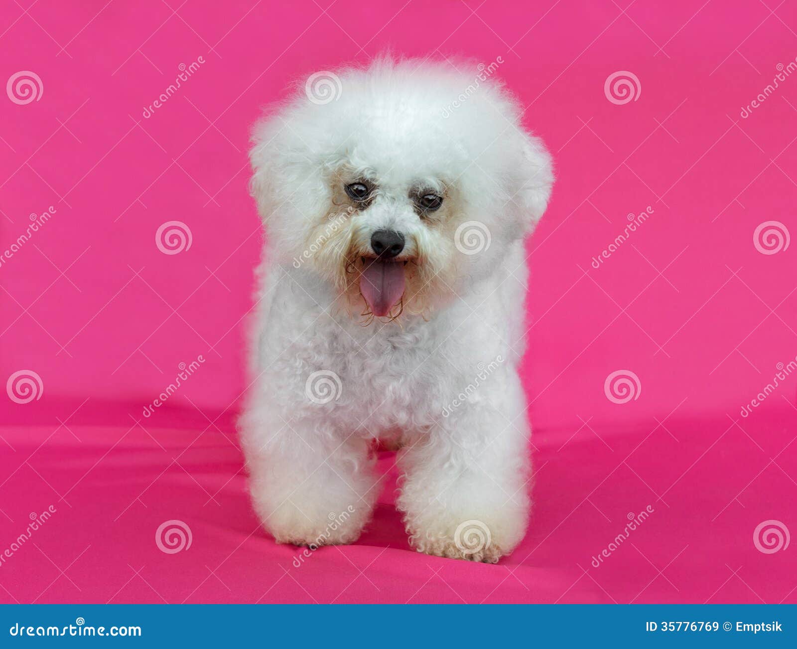 Giovane Cane Di Bichon Frise Immagine Stock - Immagine di amore, vita ...