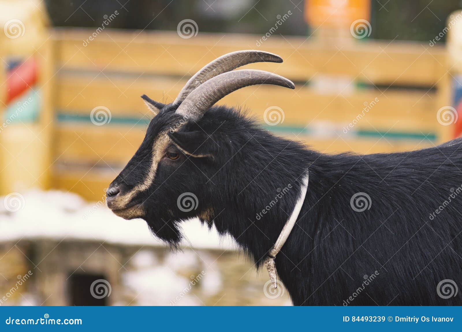 Giovane Capra Nera Con Una Barba Immagine Stock - Immagine di liscio ...