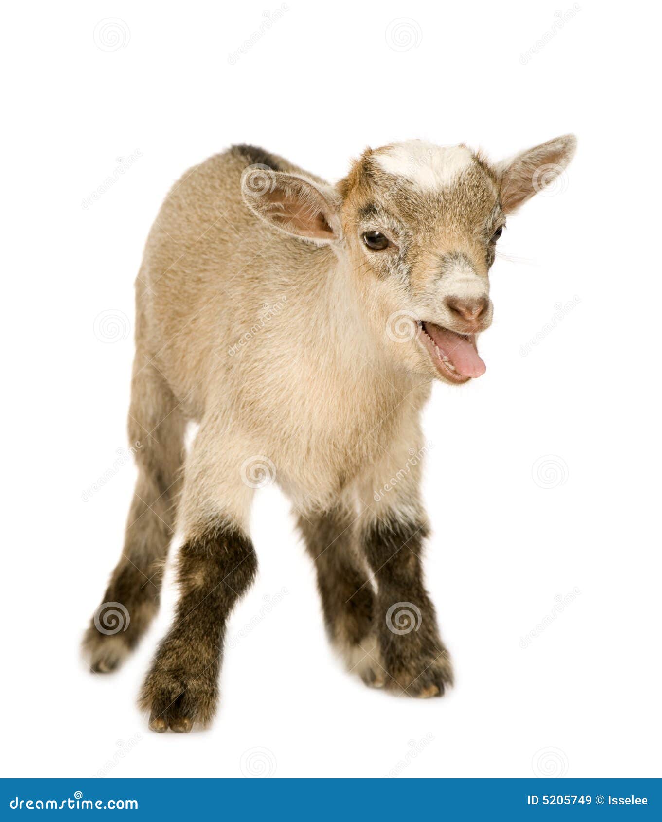 Giovane capra pigmea immagine stock. Immagine di uscire - 5205749