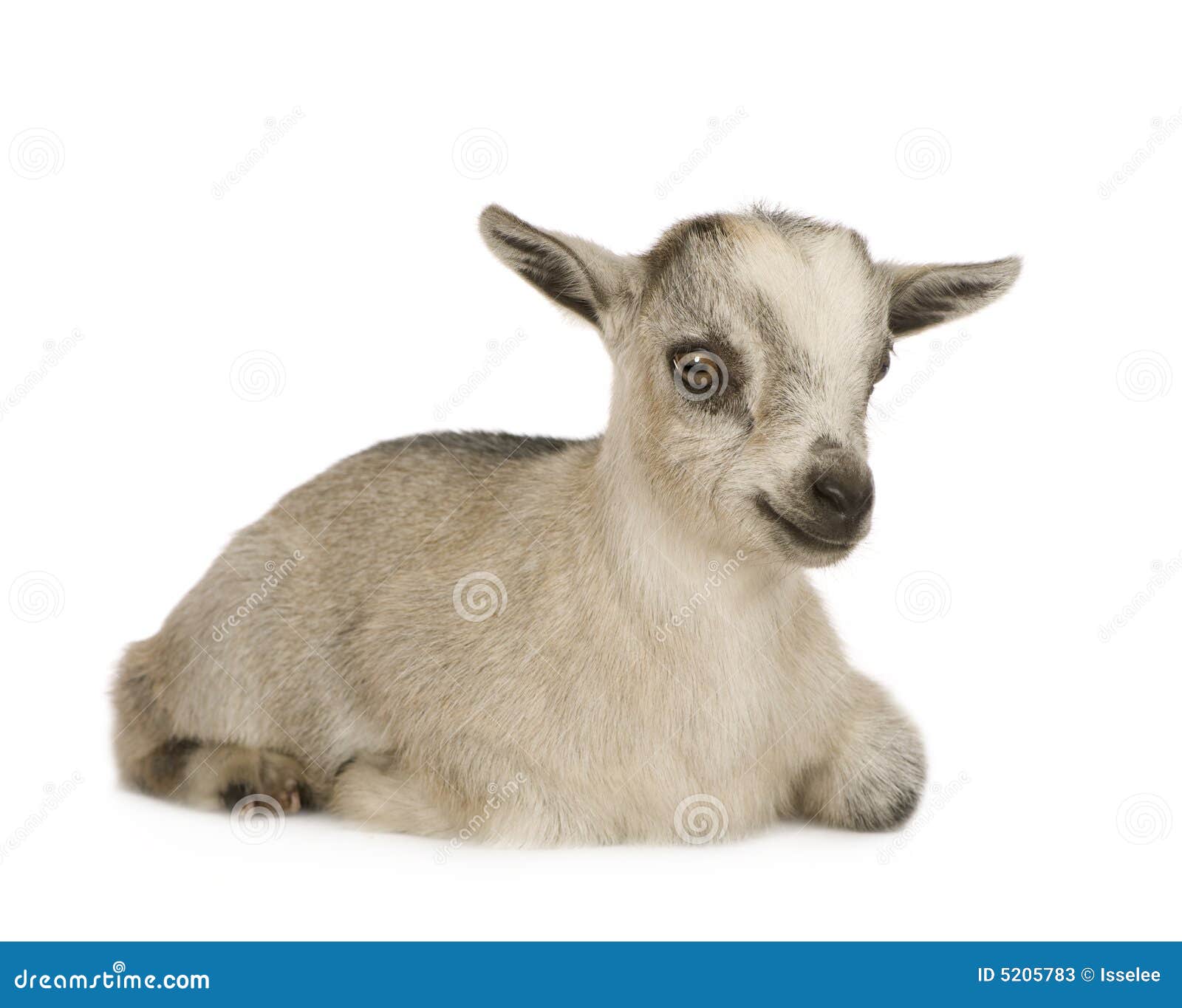 Giovane capra pigmea immagine stock. Immagine di isolato - 5205783