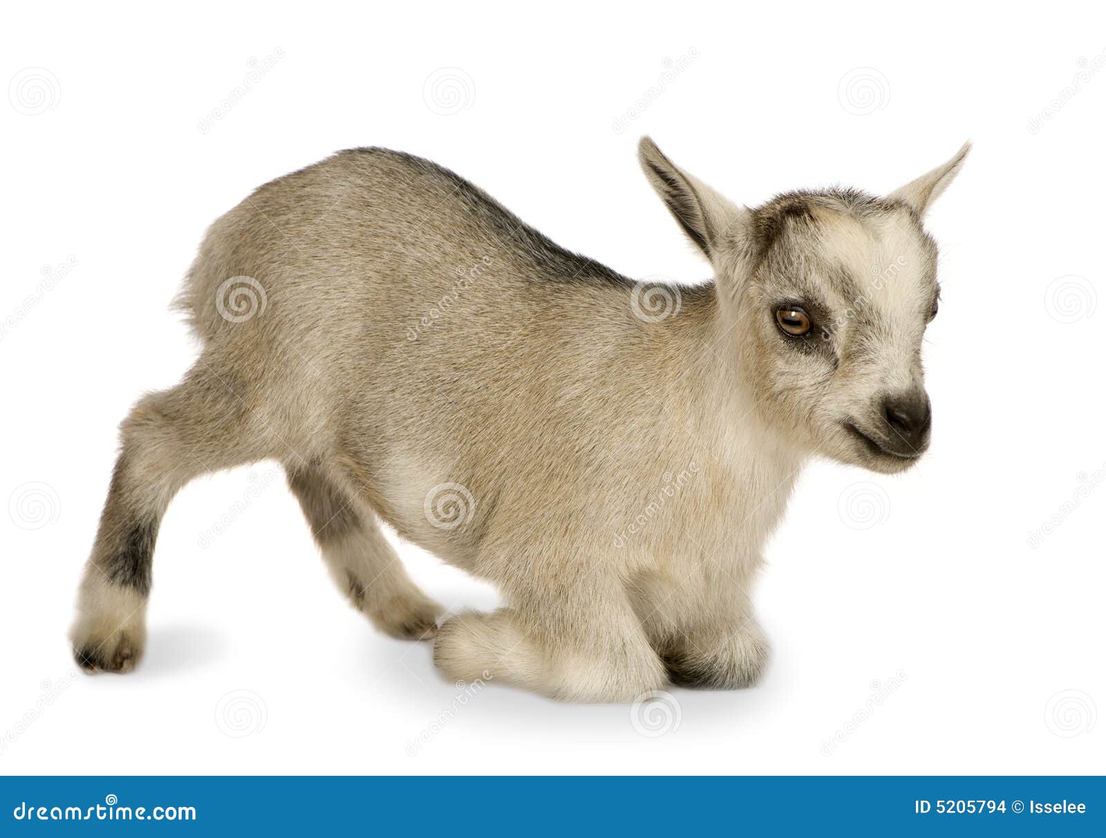 Giovane capra pigmea fotografia stock. Immagine di bambino - 5205794