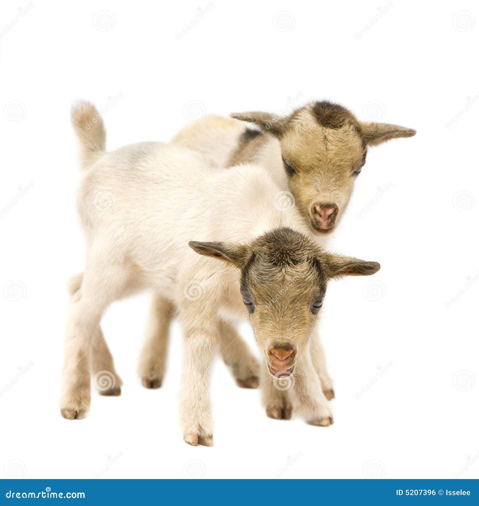 Giovane capra pigmea fotografia stock. Immagine di sfondo - 5207396