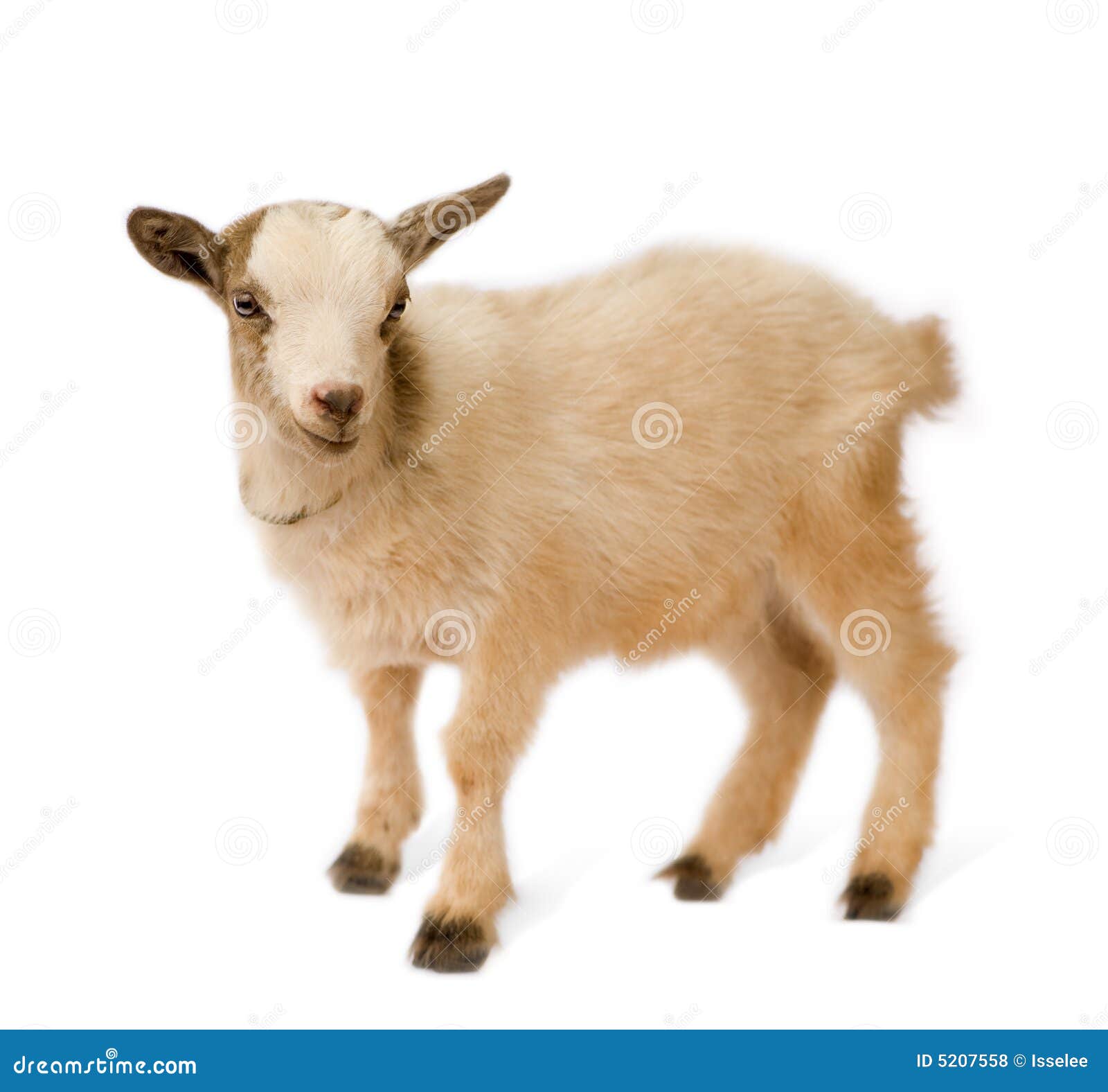 Giovane capra pigmea fotografia stock. Immagine di bambino - 5207558