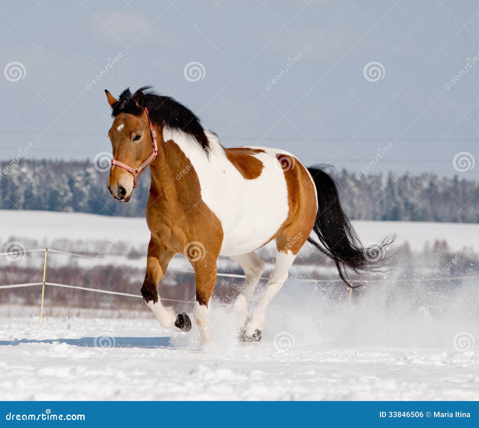 Giovane cavallo del pinto fotografia stock. Immagine di mammifero ...